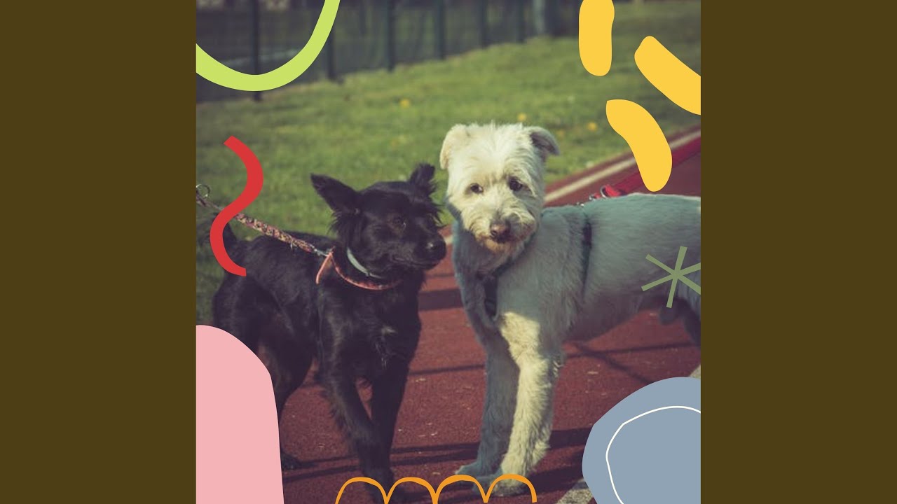 Groovy Best Dogs - YouTube