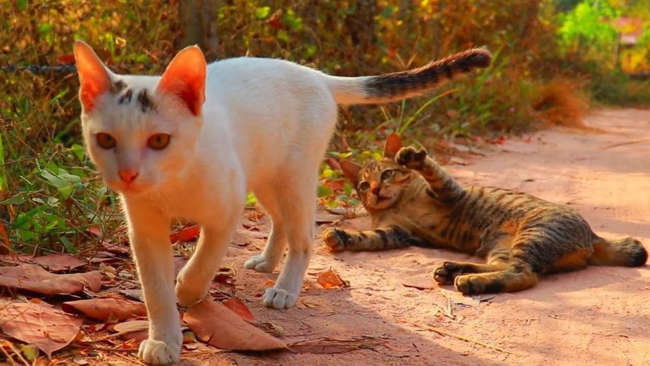 Funny Cute Kittens Playing Fun In Morning | Funny Cute Kittens - YouTube