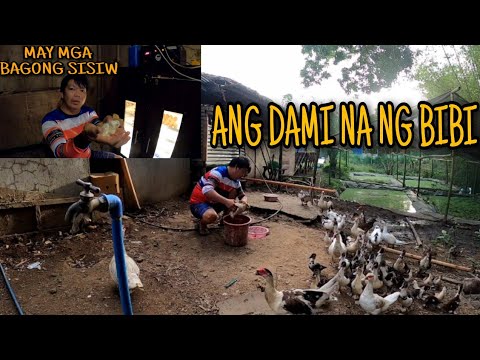 MAY BAGONG SISIW NA RHODE ISLAND RED | ANG DAMI NA NG BIBI - YouTube