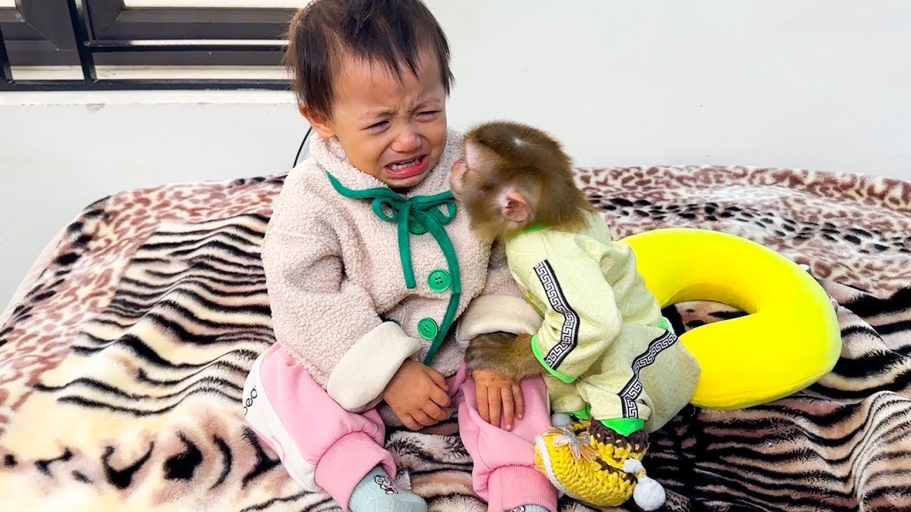 Monkey Kaka was worried when he saw Diem crying. - YouTube
