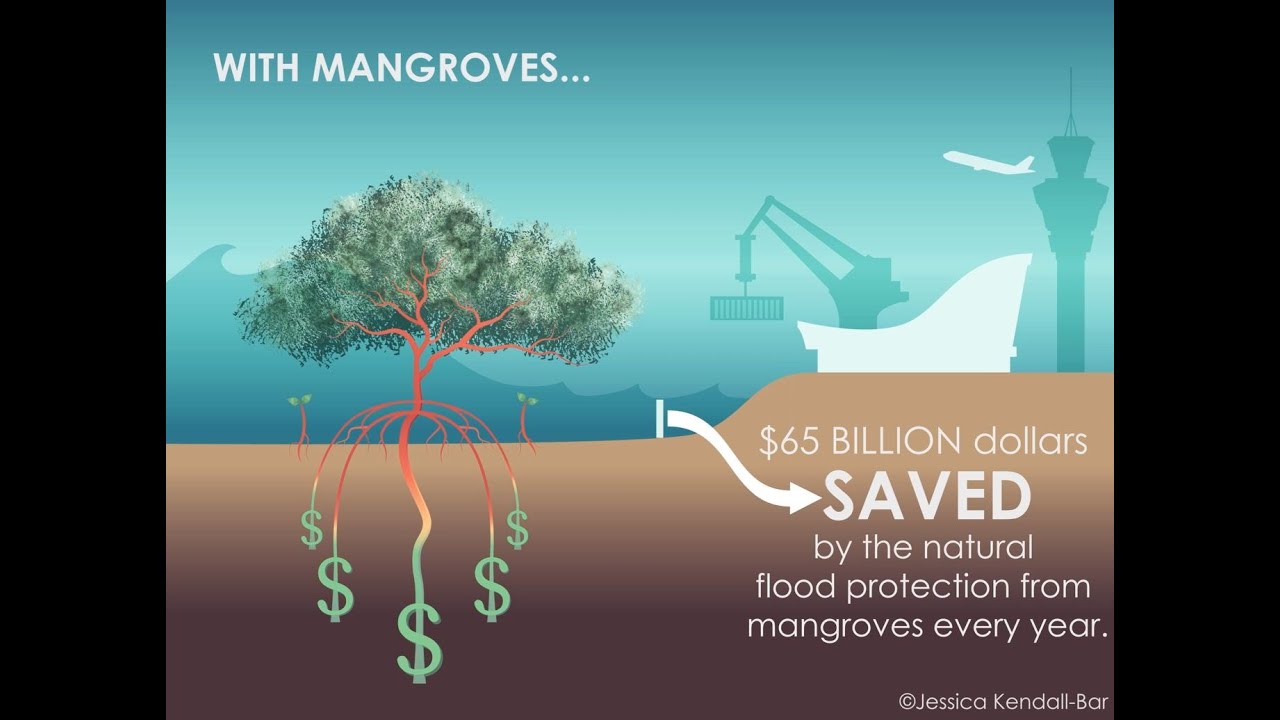 Flood Protection Benefits of Mangroves - YouTube