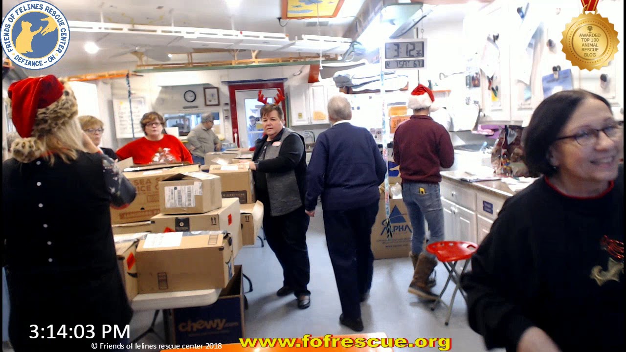 Kitty Christmas 2019 Part 3 Friends of Felines Rescue Center (FFRC) - YouTube
