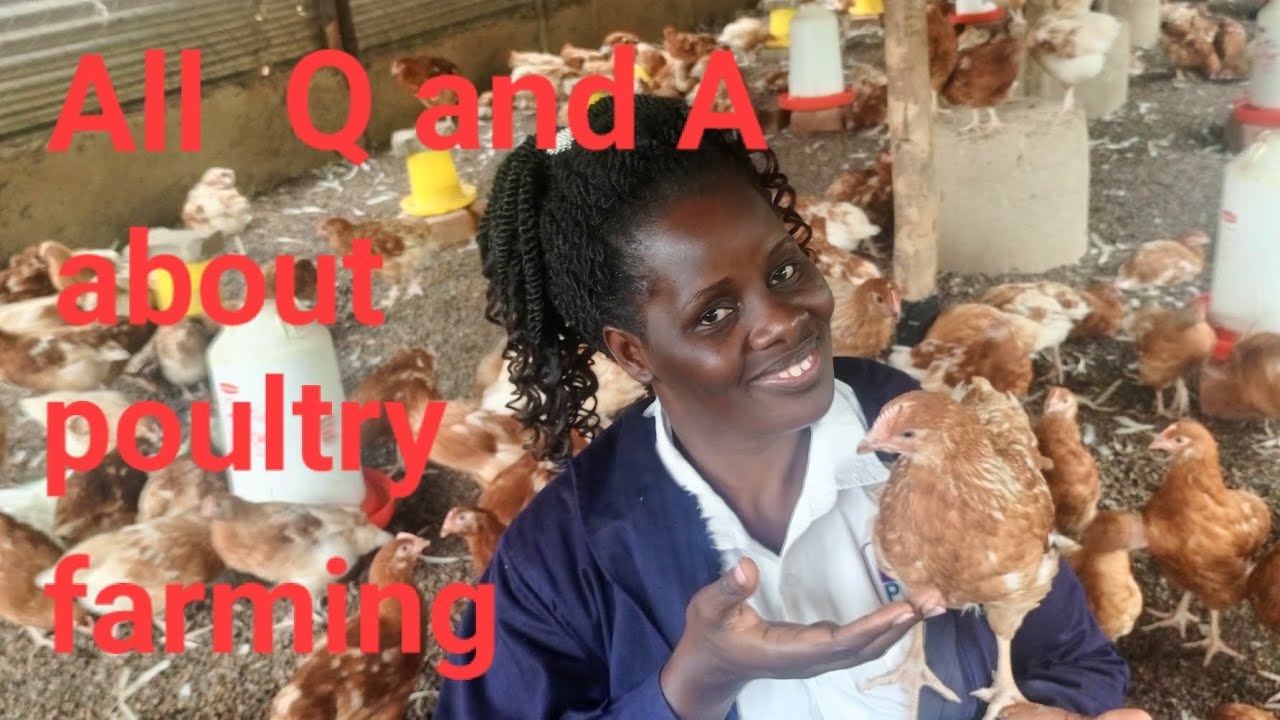 Answering all your questions about poultry farming - YouTube
