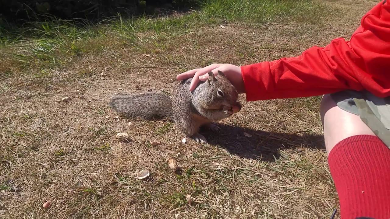 Squirrel Whispering on the coast - YouTube