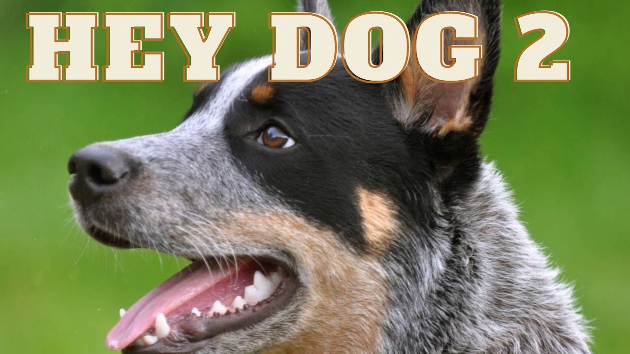 Hey Dog 2 - YouTube