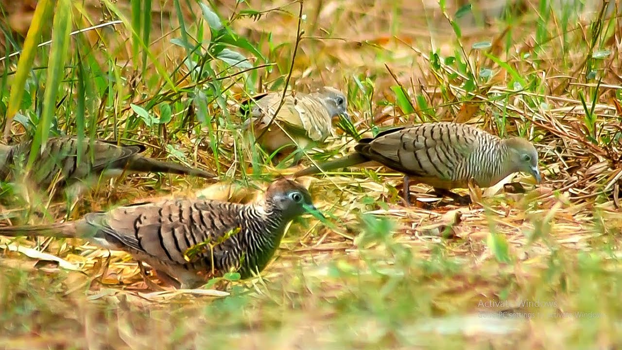 A group of wild turtle doves eating bait in the bushes - YouTube