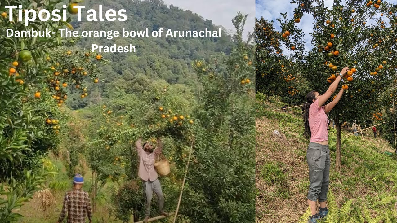 Dambuk-The orange - bowl Arunachal Pradesh | NorthEast India - YouTube