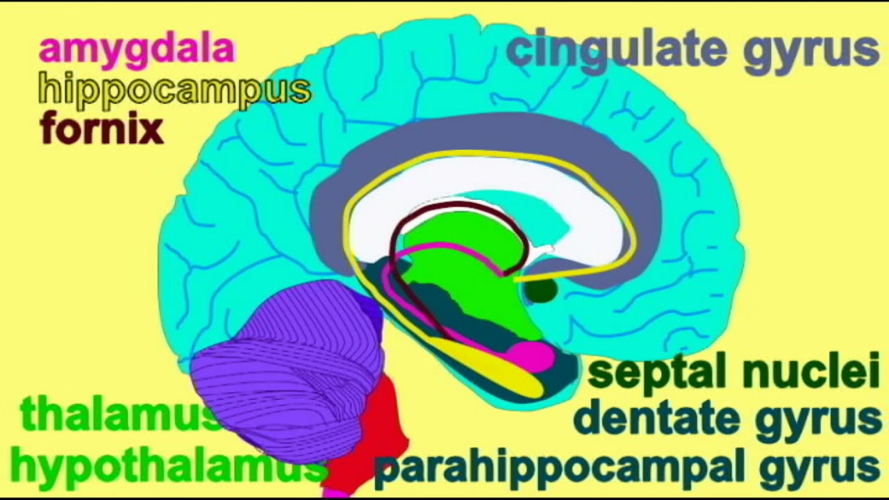 paleocortex: amygdala - YouTube