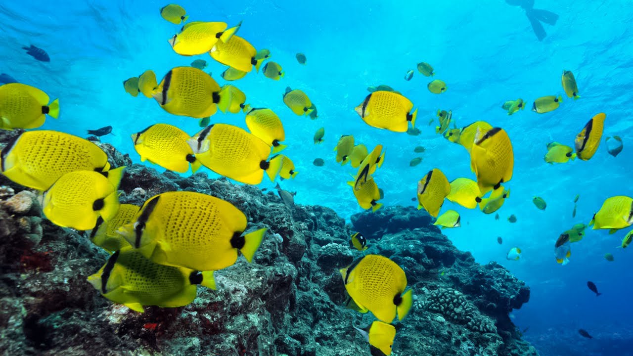 20 Underwater Sea Life 4k Stock Video Clips | | Free stock footage - No ...