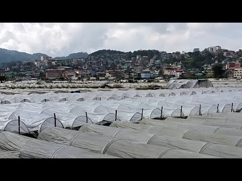 Yaya beth at Rhoda nakahanap Ng Afam ,Strawberry Farm - YouTube