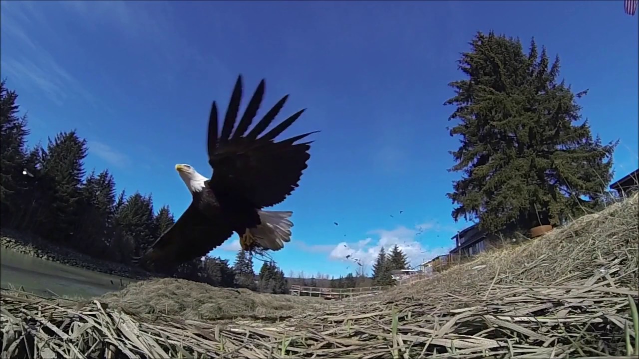 Phoenix Rising by Michael Hawkey - YouTube