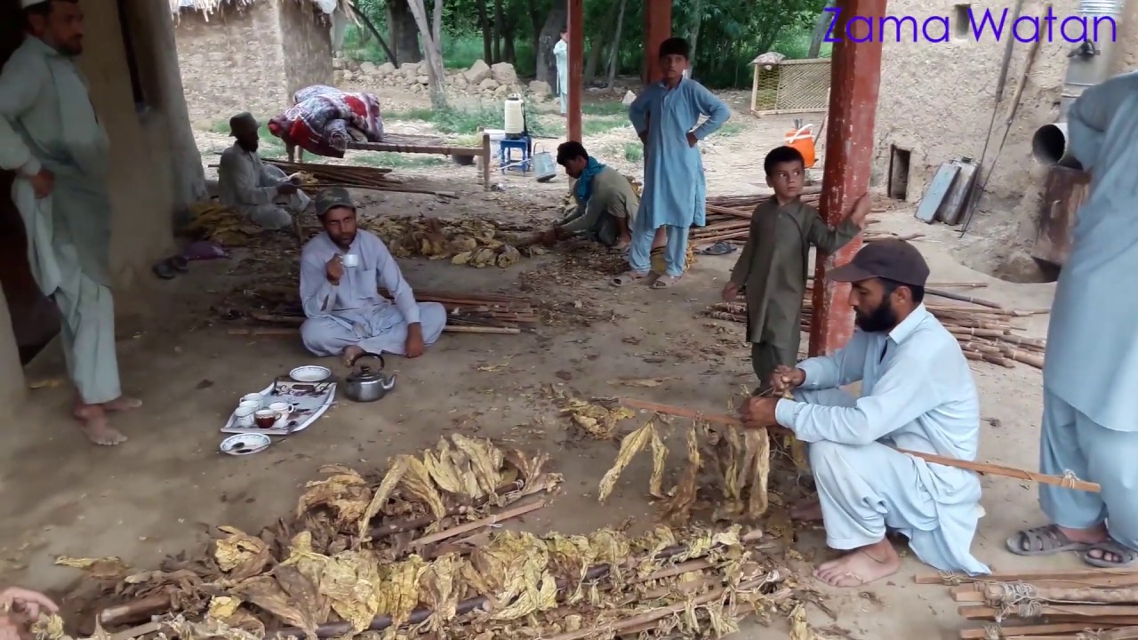 Tobacco Furnace | Tobacco video in Village KPK | Pakistan - YouTube