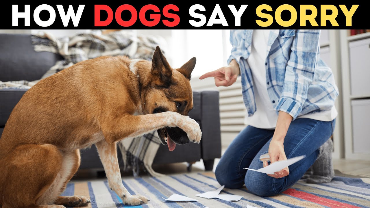 How Dogs Apologize to Their Humans ! (Might Surprise You) - YouTube