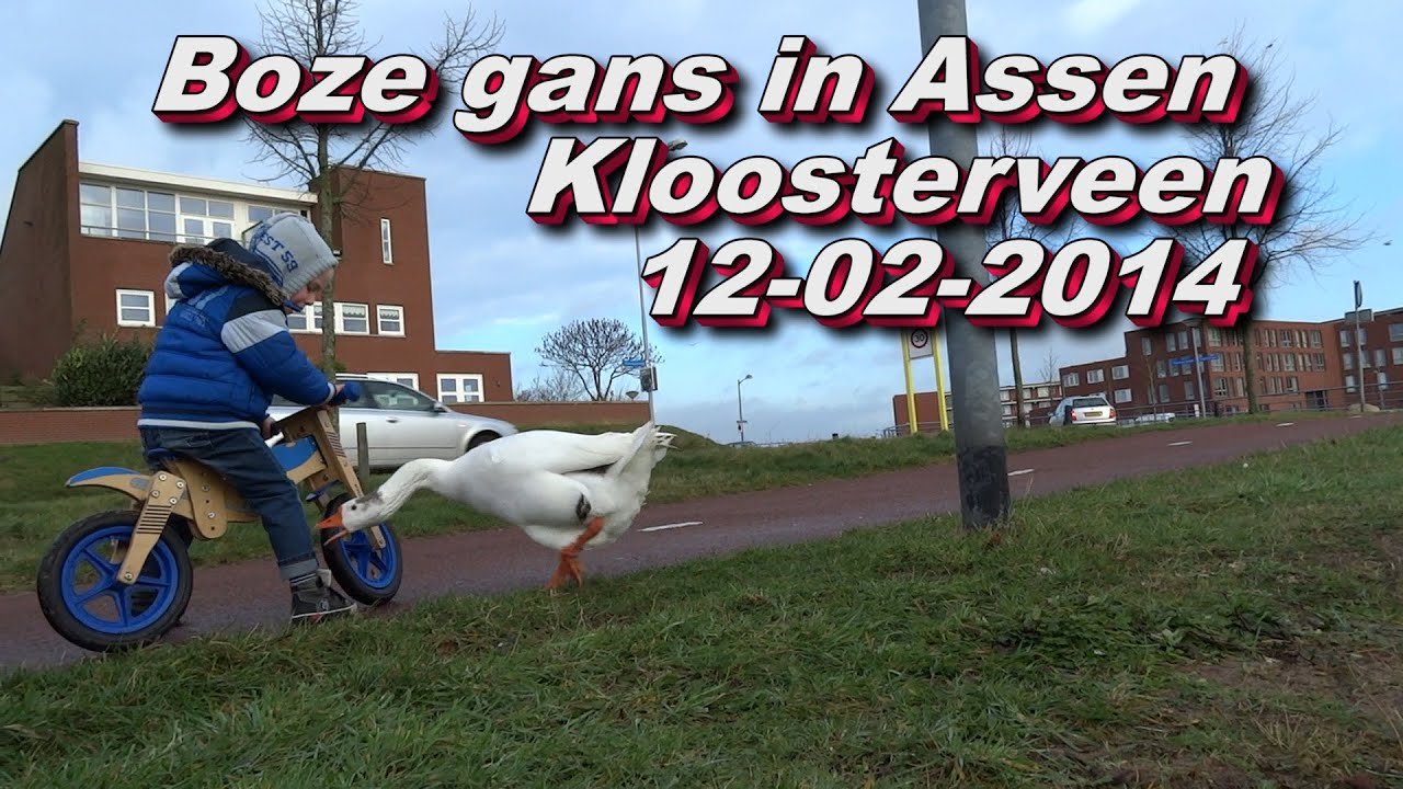 Boze gans in Assen Kloosterveen 12 02 2014 - YouTube