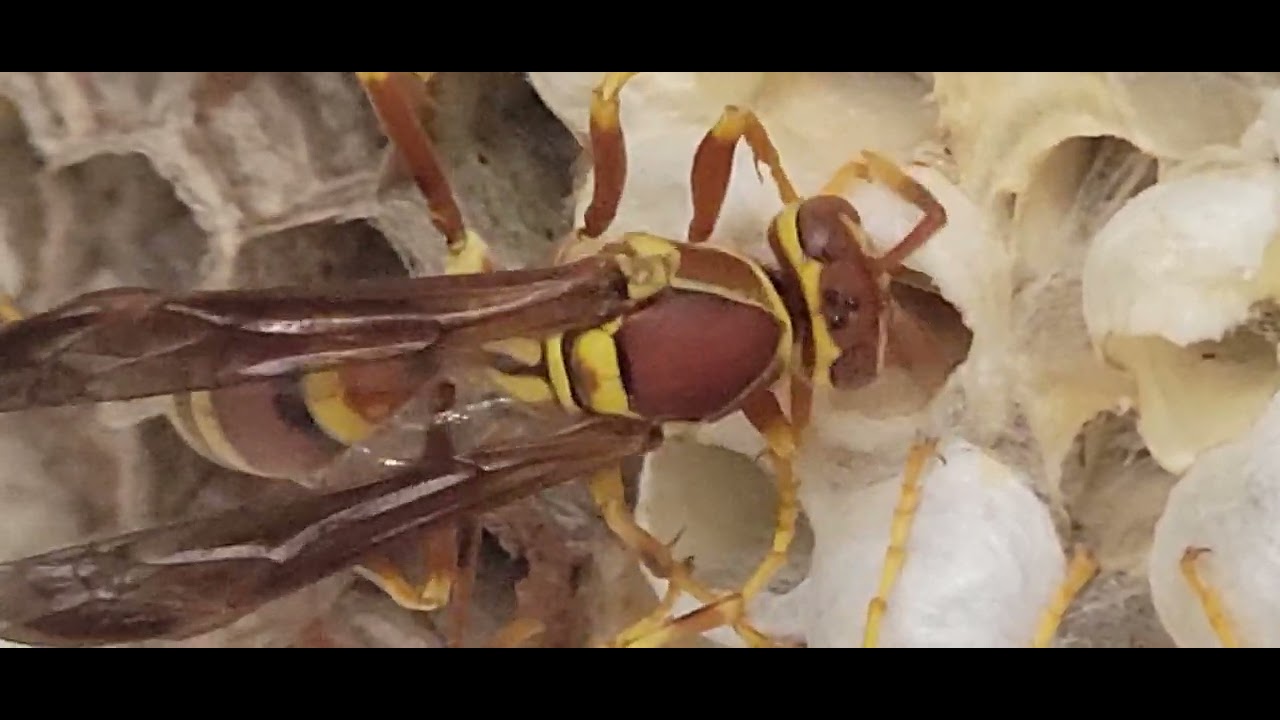 8-1-22 Paper Wasp Opening Cap To Find Parasitoid Cocoon - YouTube