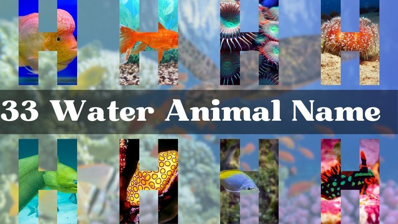 The ABCs of Aquatic Wonders-Part 8: 33 Fascinating Water Animal which ...