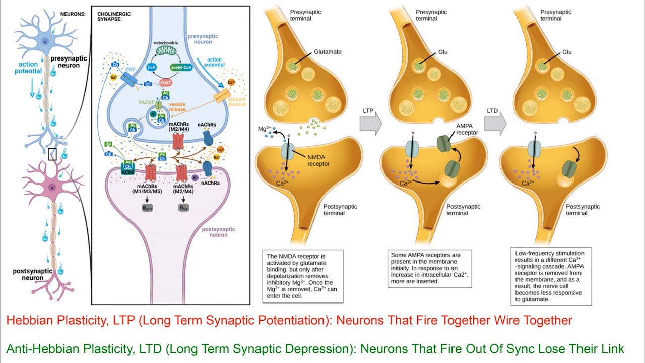 More Noise is Bad For Severe Tinnitus, Hyperacusis, Noxacusis ...