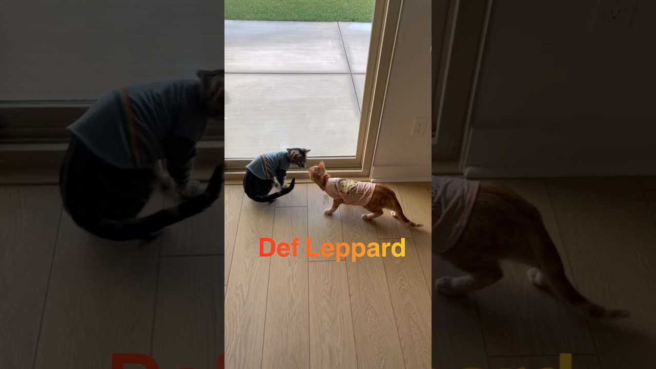 CATS hate Def Leppard or Pink Floyd? 🤔🤪 #cat #cats #shorts #short # ...
