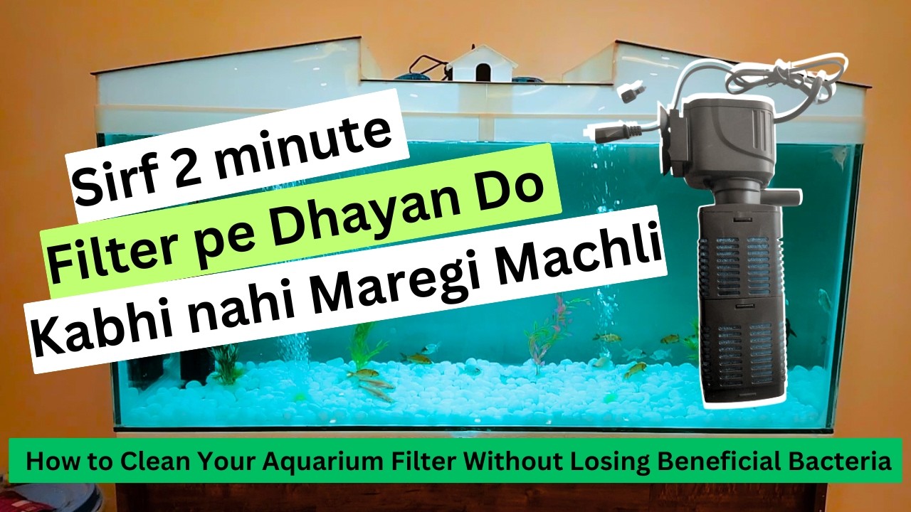 How To Clean AQUARIUM FILTER | machhli ghar | Abhishek Sharma #aquarium ...