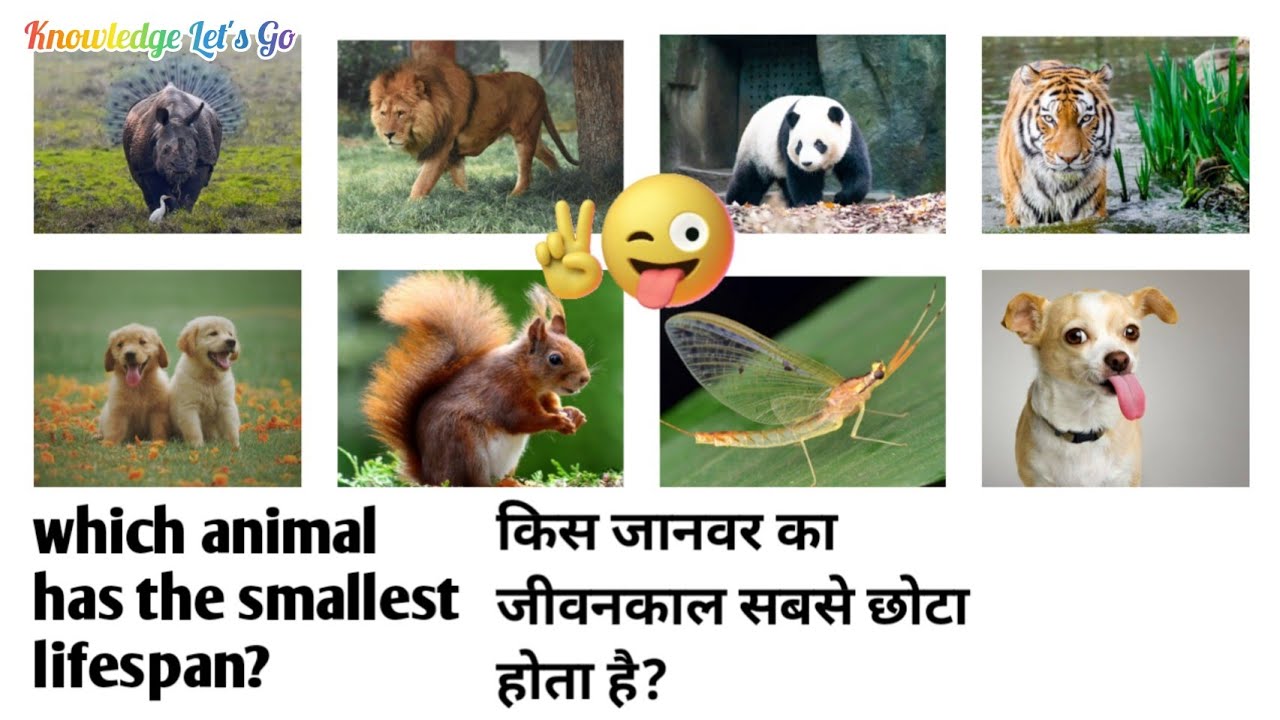 Which animal has the smallest lifespan? | kish janavar ka jevankal ...