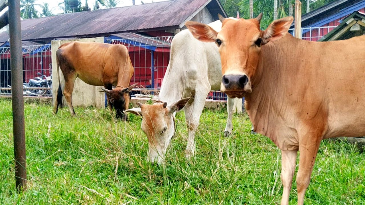 Videos of cows eating grass with gusto - Videos of cows - funny cows ...