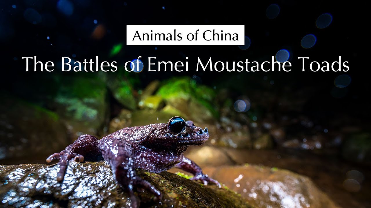 The Battles of Emei Moustache Toads 峨眉髭蟾的战斗 - YouTube