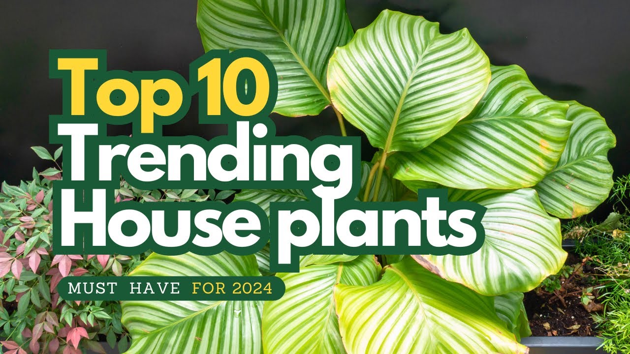 🌿 Top 10 Must-Have Trending Houseplants for 2024 You NEED to See! 🌿 ...
