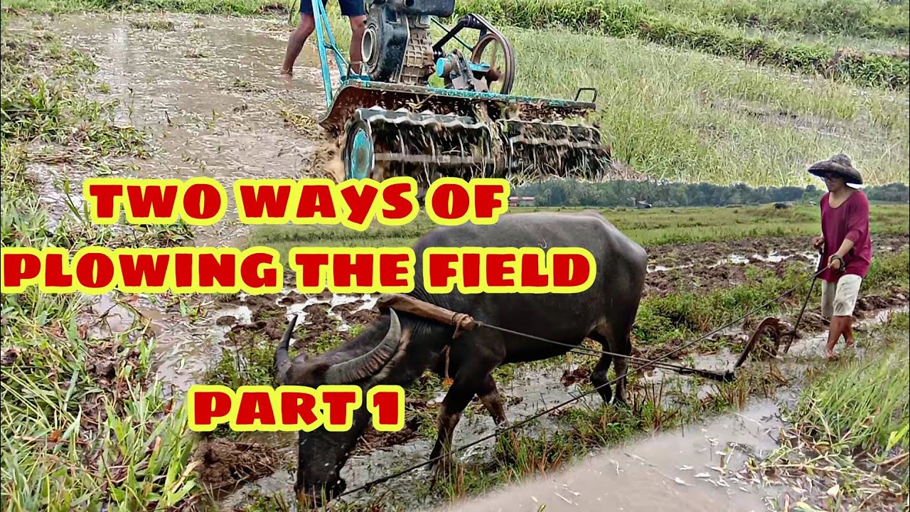 PLOWING RICE FIELD WITH THE CARABAO|During Farming Season. - YouTube