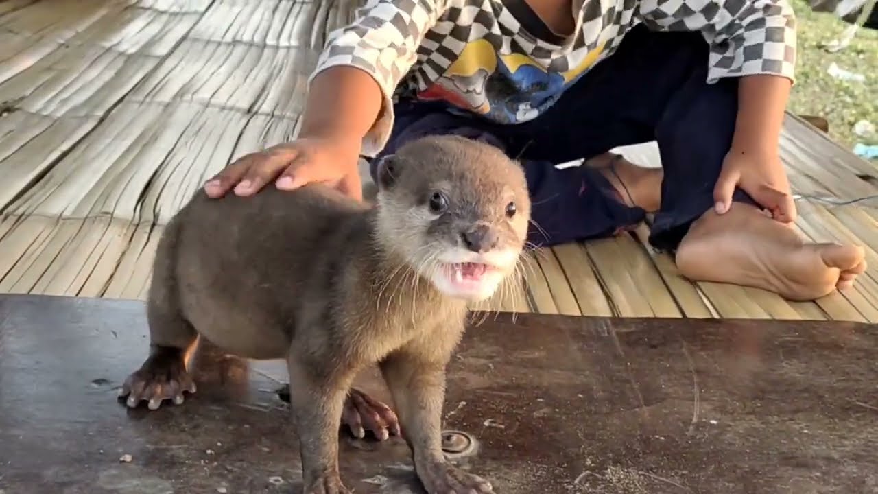 Baby Berang berang lucu beradaptasi dengan orang sekitar - YouTube