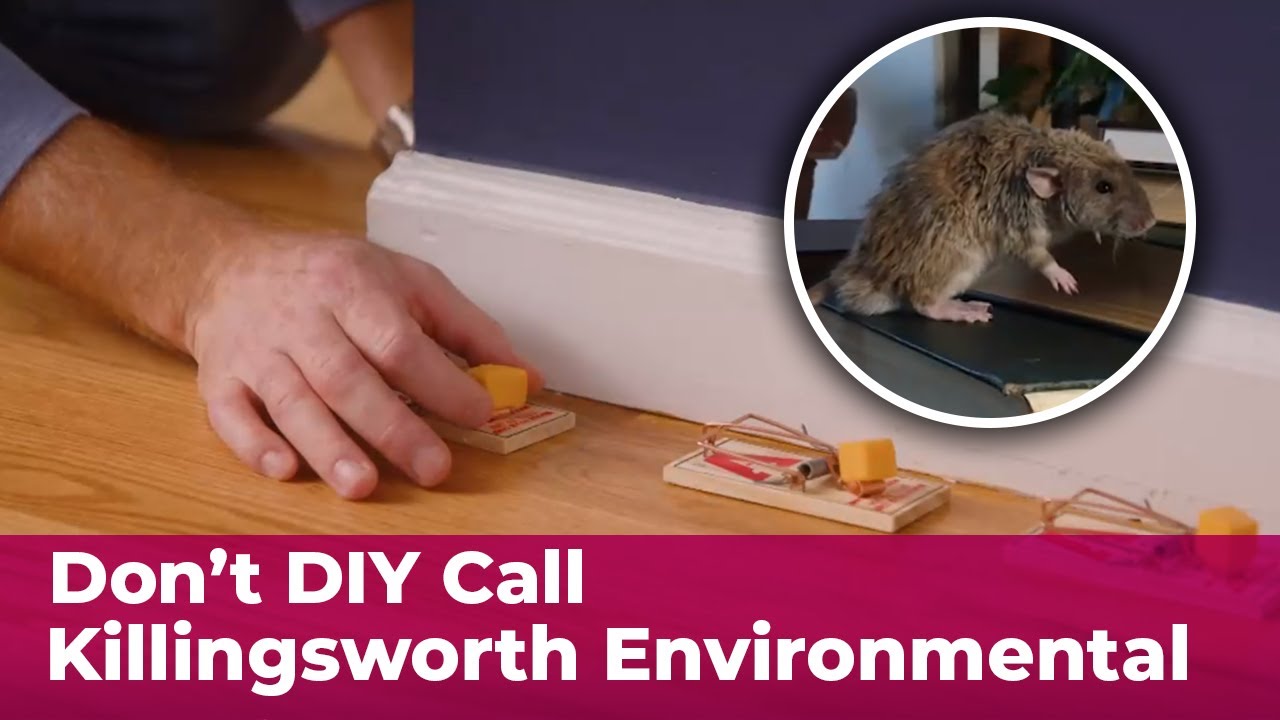 How to DIY Rodent Control - DON'T! - YouTube