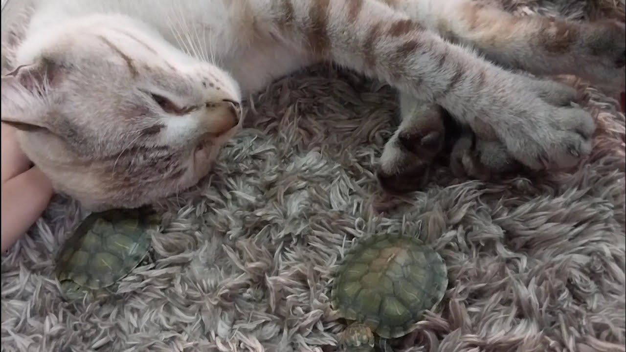 •Cat play with baby turtles. •red-eared slider turtle :D🐱🐢 - YouTube