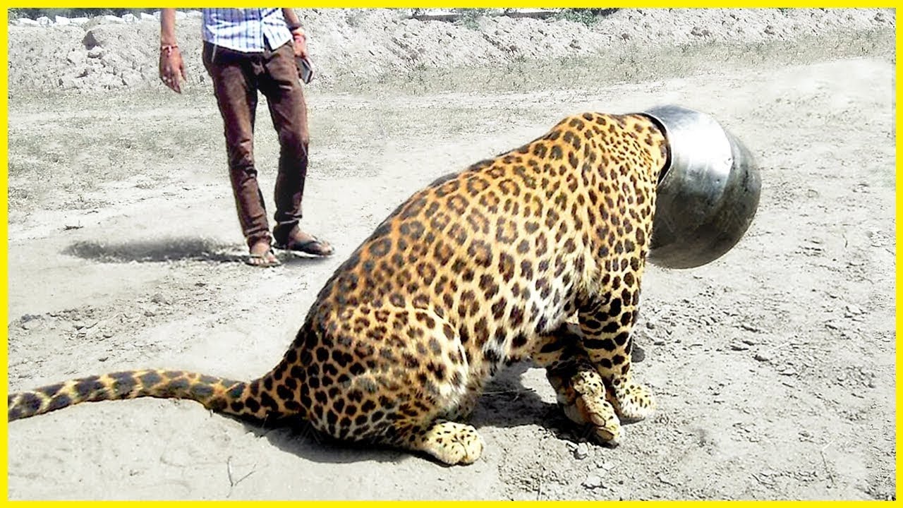 Animals That Asked People for Help & Kindness | This will Make you Cry ...