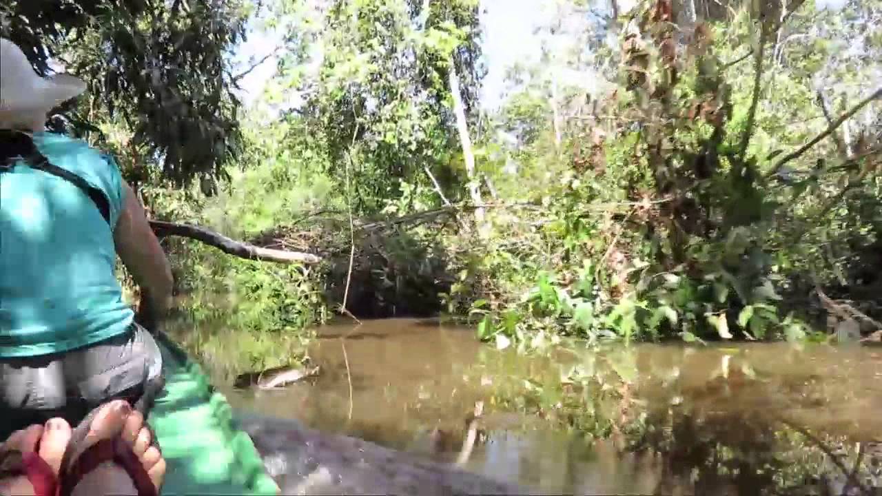 In the Canoe, Amazon River Basin July 2014 - YouTube