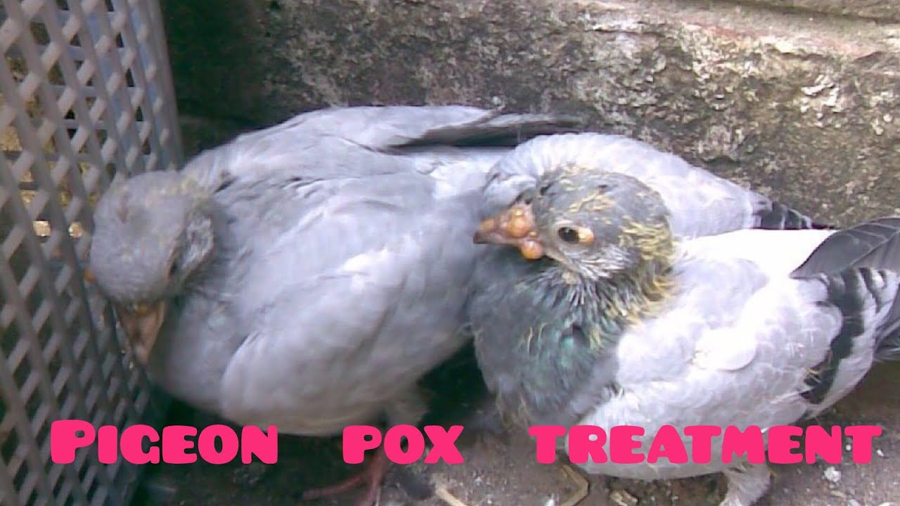 pigeon-pox-treatment-100-success-full-treatment-youtube
