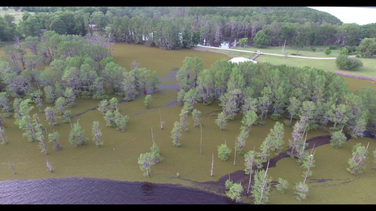 Lake Bistineau Salvinia 4 16 17 - YouTube