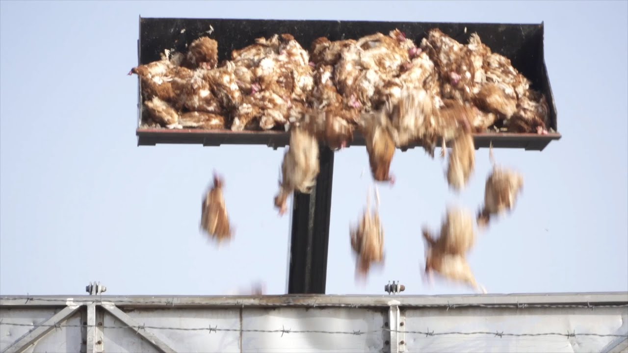 130.000 gallinas sacrificadas por un brote de gripe aviar - YouTube