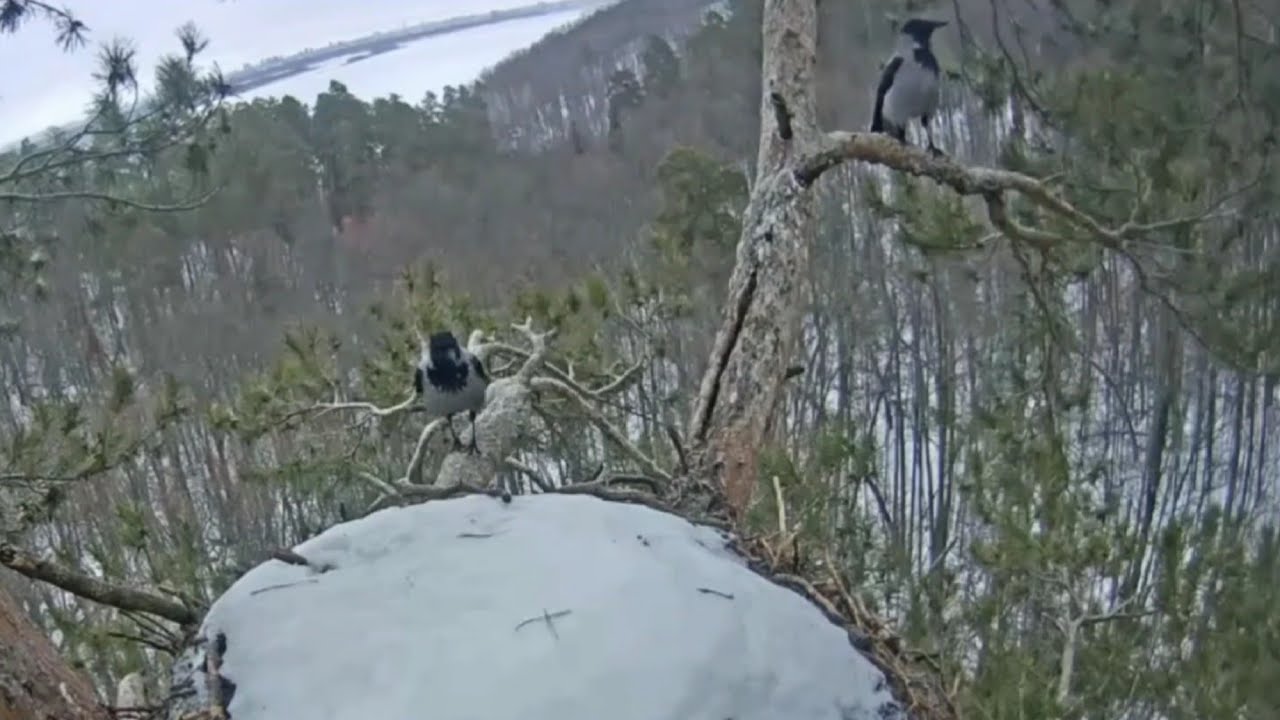Two gray crows inspect an eagle's nest | White-tailed eagles | Jan 29 ...