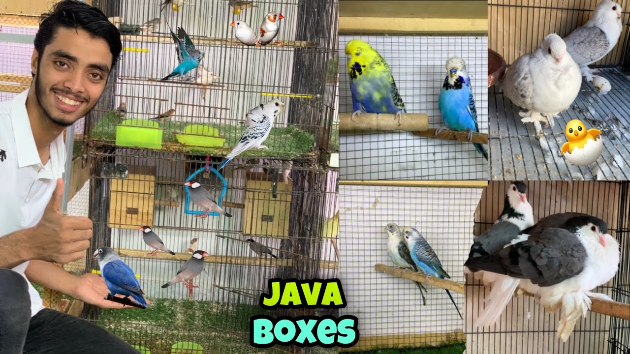 Java colony me breeding box lga diye🪺|Sentinent pigeons ne 1st egg de ...