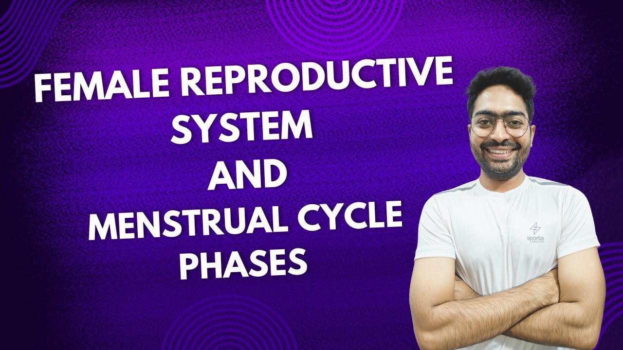 Female Reproductive system And Menstrual Cycle Phases - YouTube
