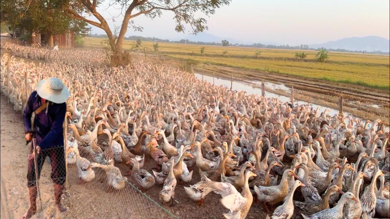 The migration process of the duck family from getting off the car to ...
