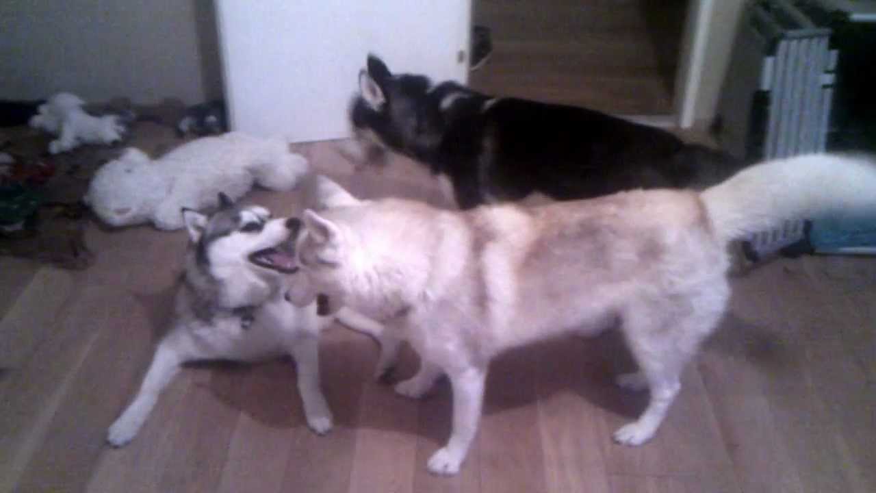 Funny huskies playing LOL (Lustig) - YouTube