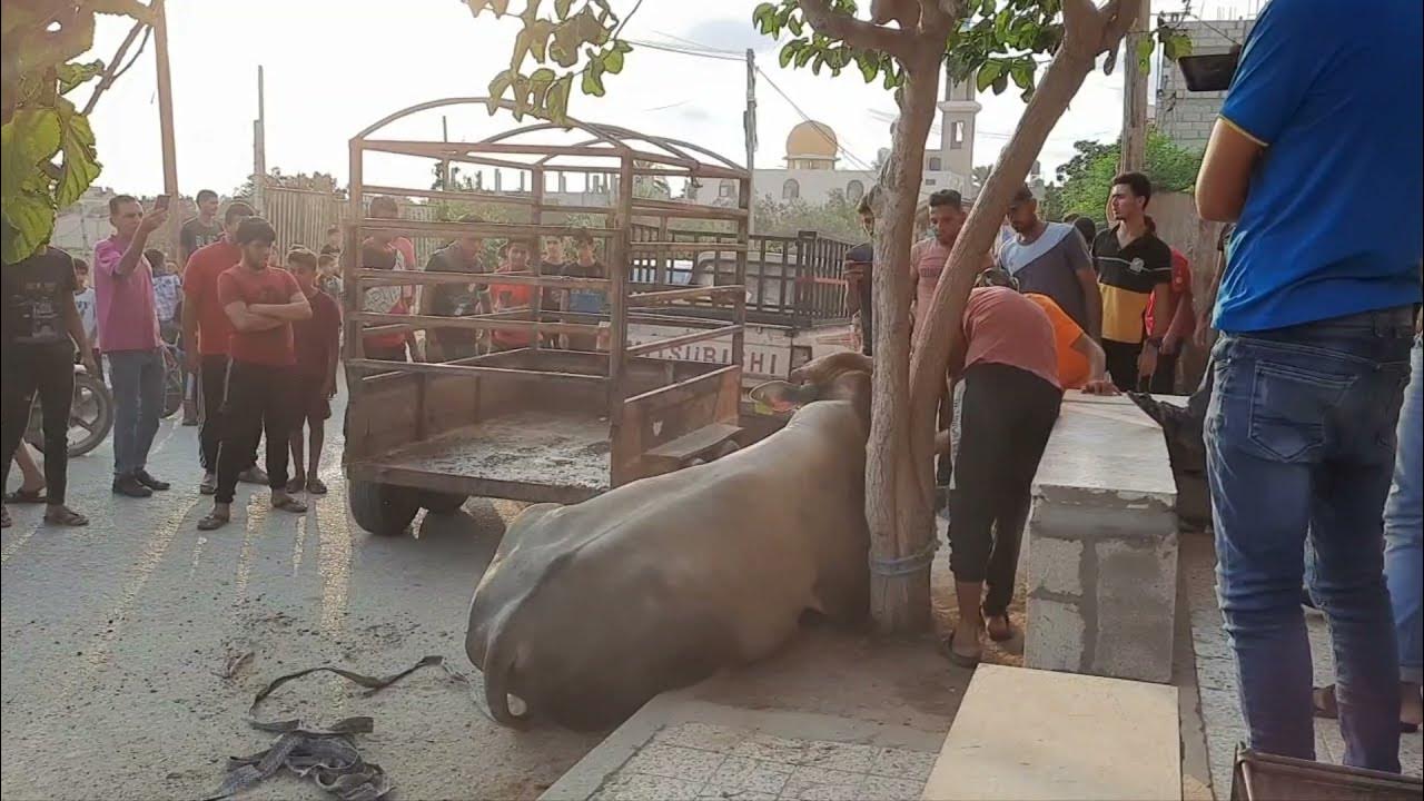 عجول حارتنا 2021 أكبر جوله تنزيل عجول عيد الأضحى 2021 تنزيل عجل من العربيات هروب عجل من