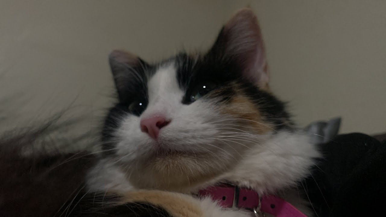 Night time vision | Tobi The Cat Vlogger - YouTube