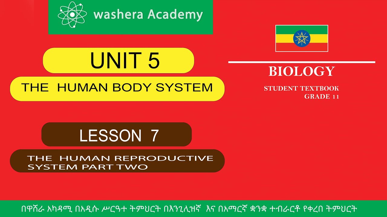 BIOLOGY GRADE 11 UNIT 5 LESSON 7 THE HUMAN REPRODUCTIVE SYSTEM PART TWO ...