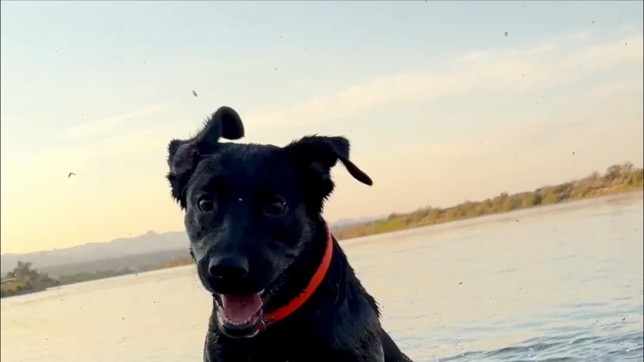 Some Dog Owners Suck: Cole Prevost - YouTube