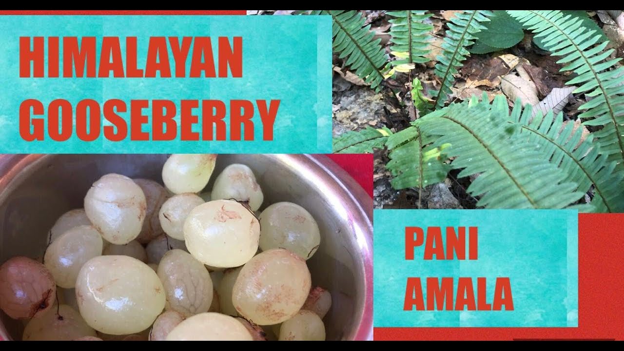 HIMALAYAN GOOSEBERRY WATER AMALA AND THE GOOD BENEFITS TO OUR HEALTH ...