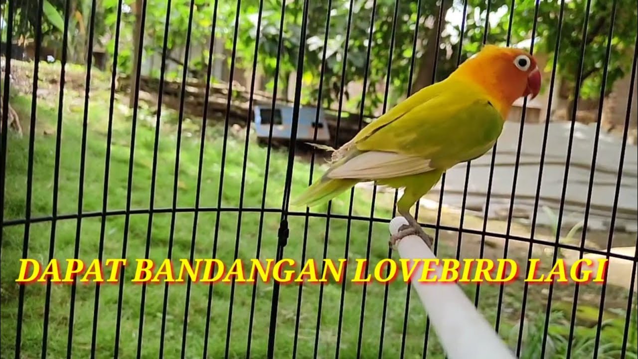 pancingan lovebird bandangan - YouTube