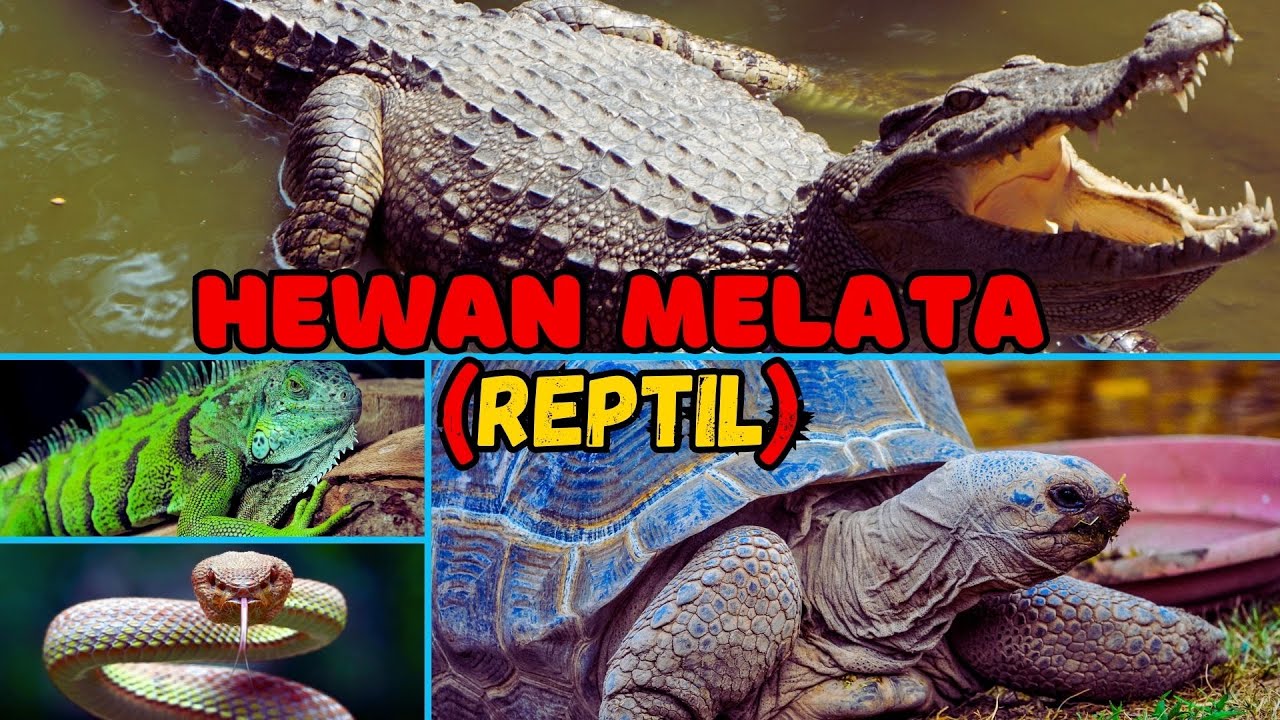 MENGENAL HEWAN HEWAN REPTIL / MELATA - YouTube
