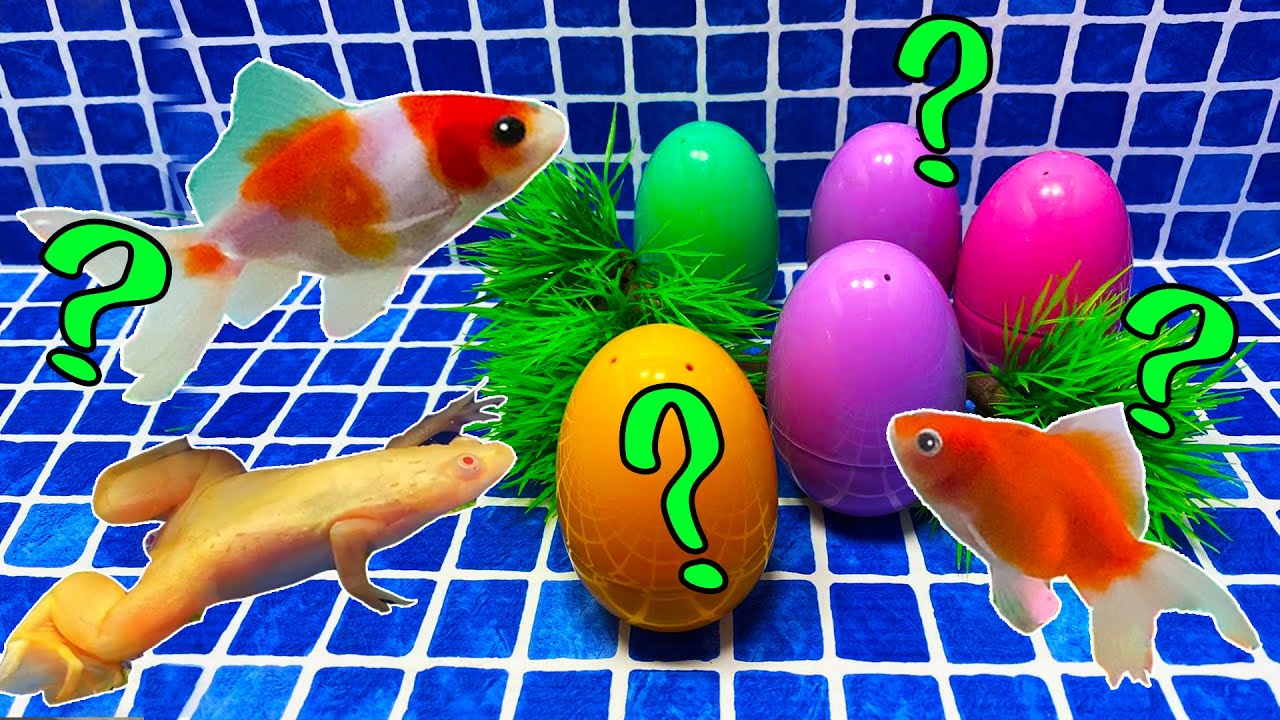 Surprise Eggs | Frog, Neon seaweed, Tetra, Goldfish, Parrot fish ...