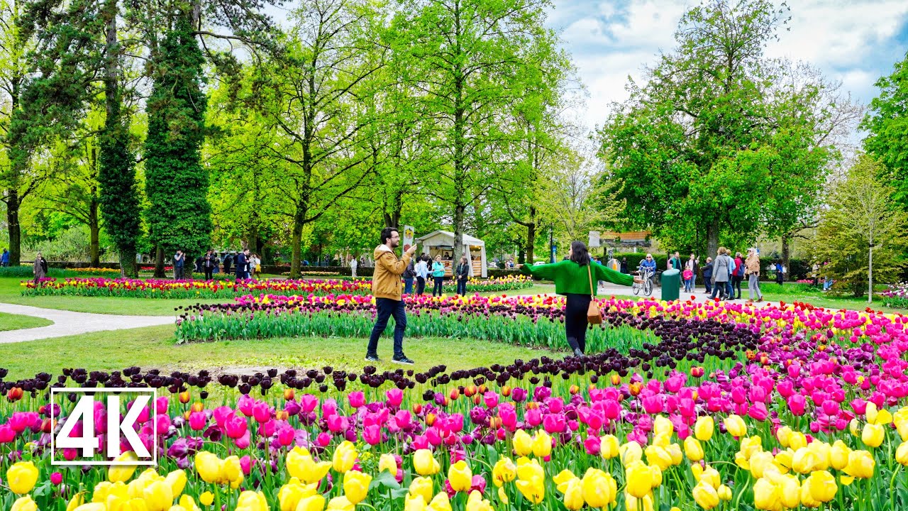 Most beautiful Tulip Festival in Switzerland 🇨🇭 the Morges Tulip ...